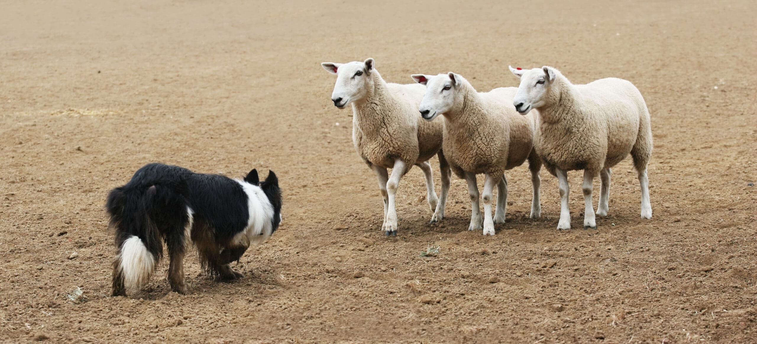 DON'T BE A SHEEPDOG LEADER - CBMC | Christian Business Men's Connection ...